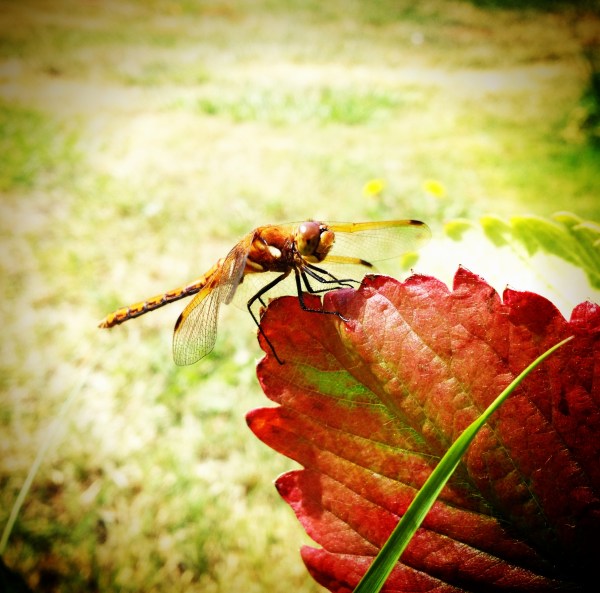 I Spy: The Back Yard Edition – Life As I Pretend To Know It